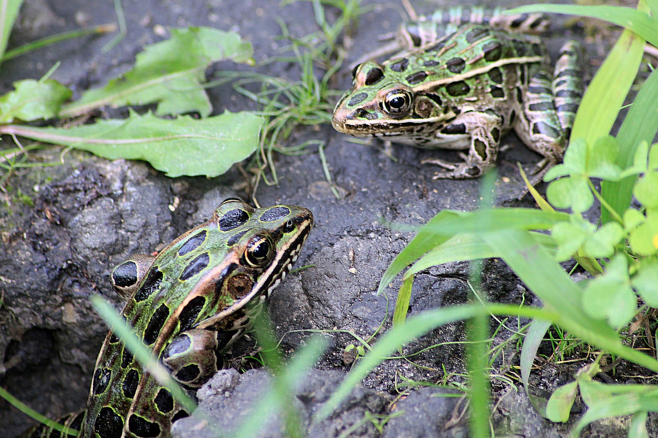 Investigate Frogs & Their Habitat