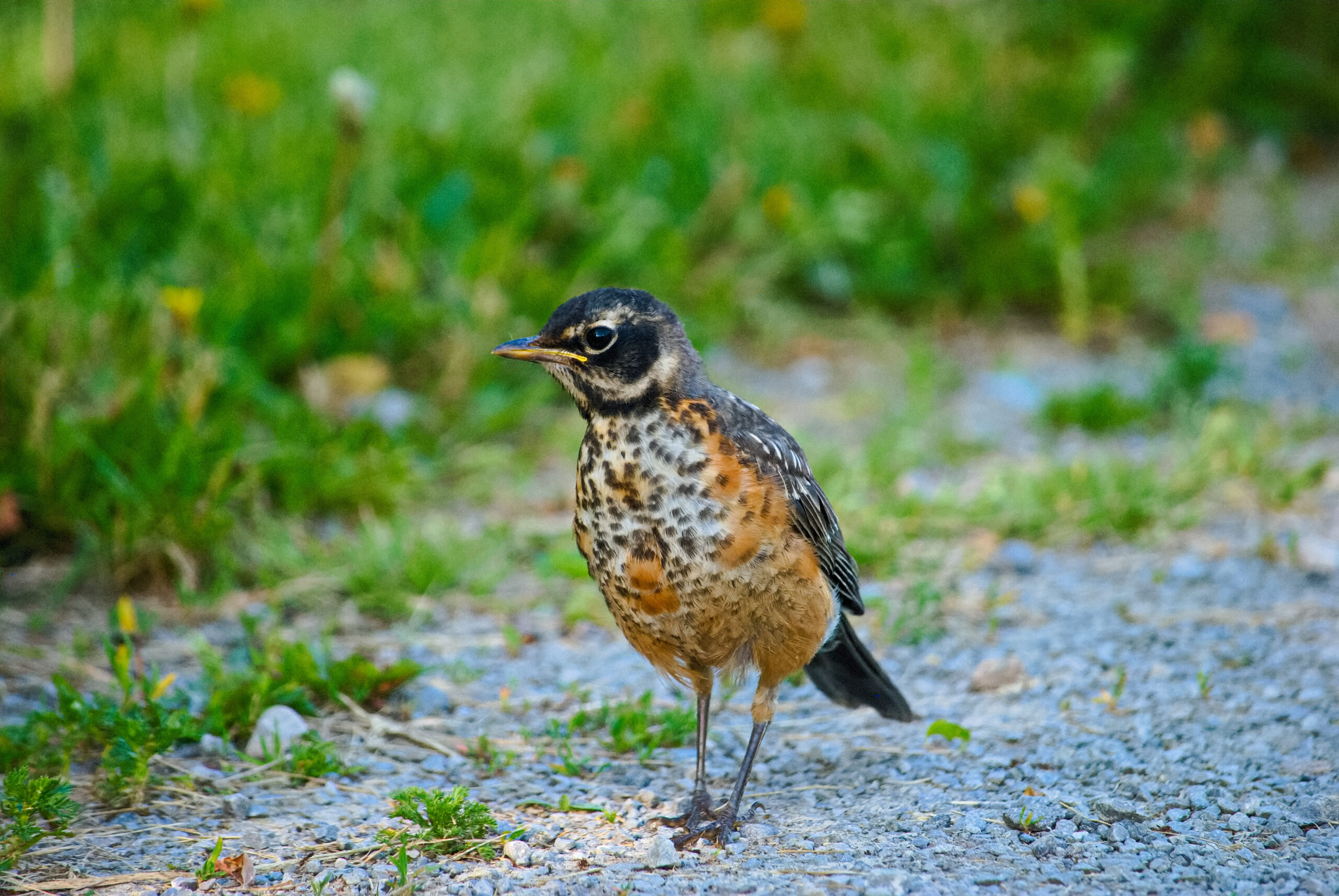 Wonders of Wildlife: American Robin