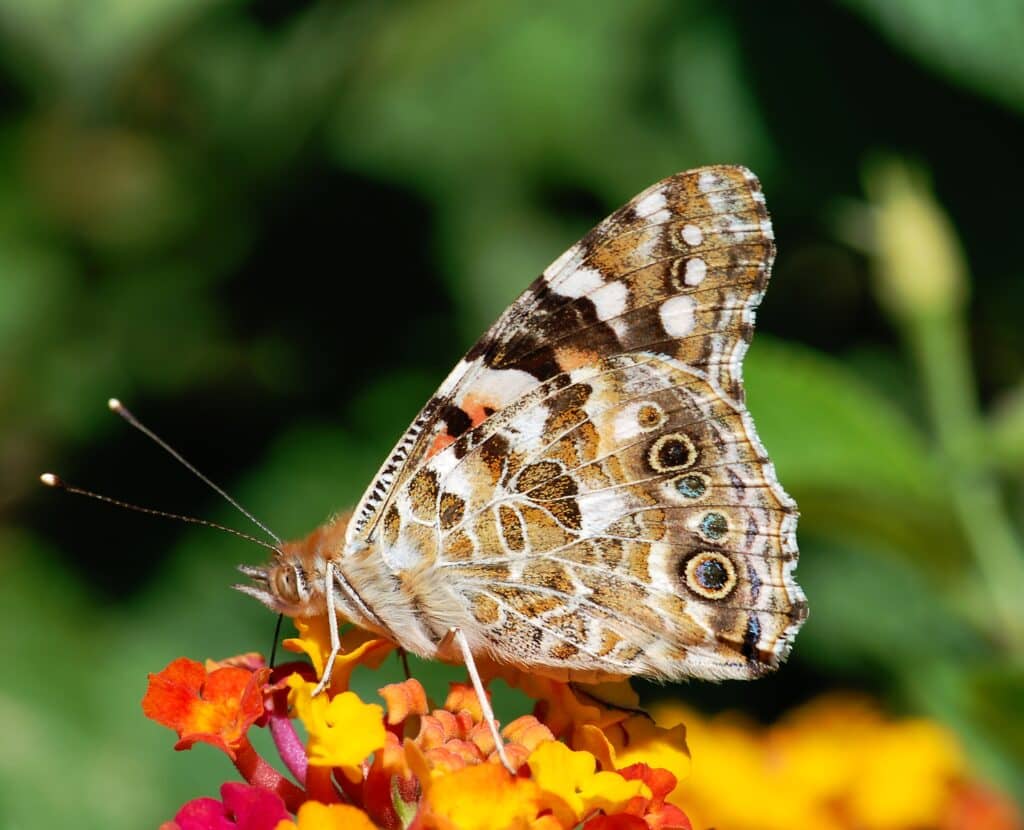Wonders of Wildlife: Painted Lady