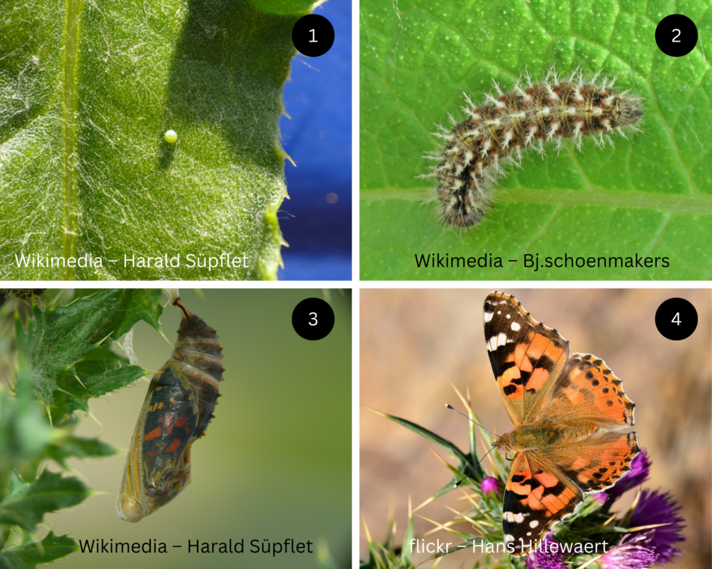 Wonders of Wildlife: Painted Lady