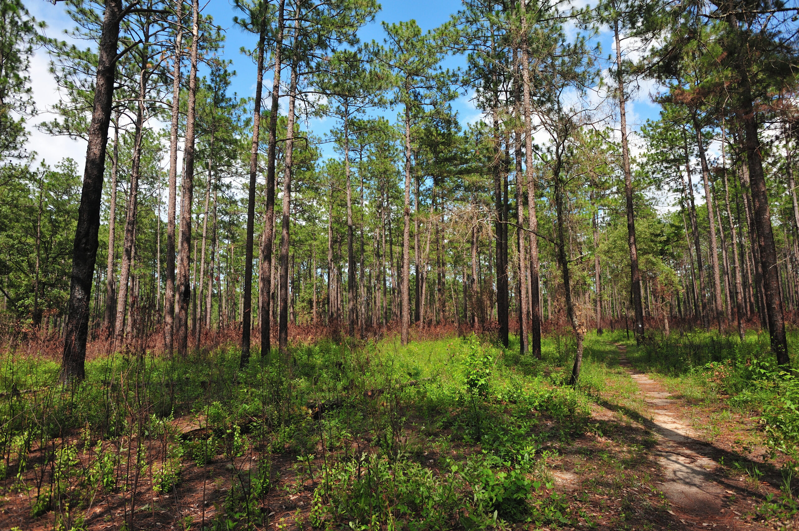 Investigate Alabama’s Forests