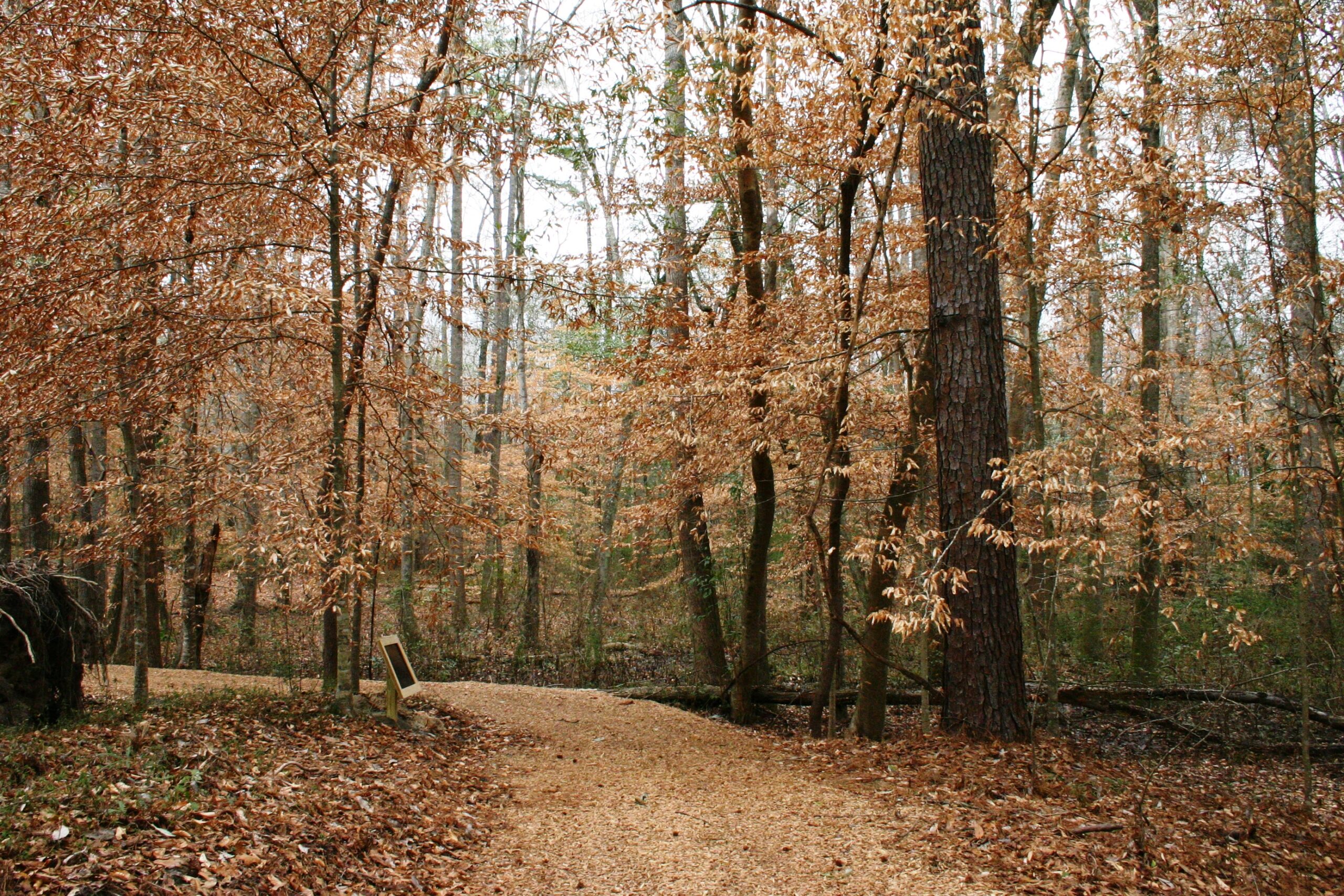 American Beech
