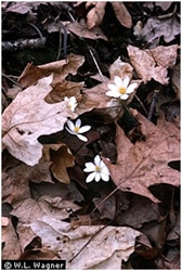 Bloodroot