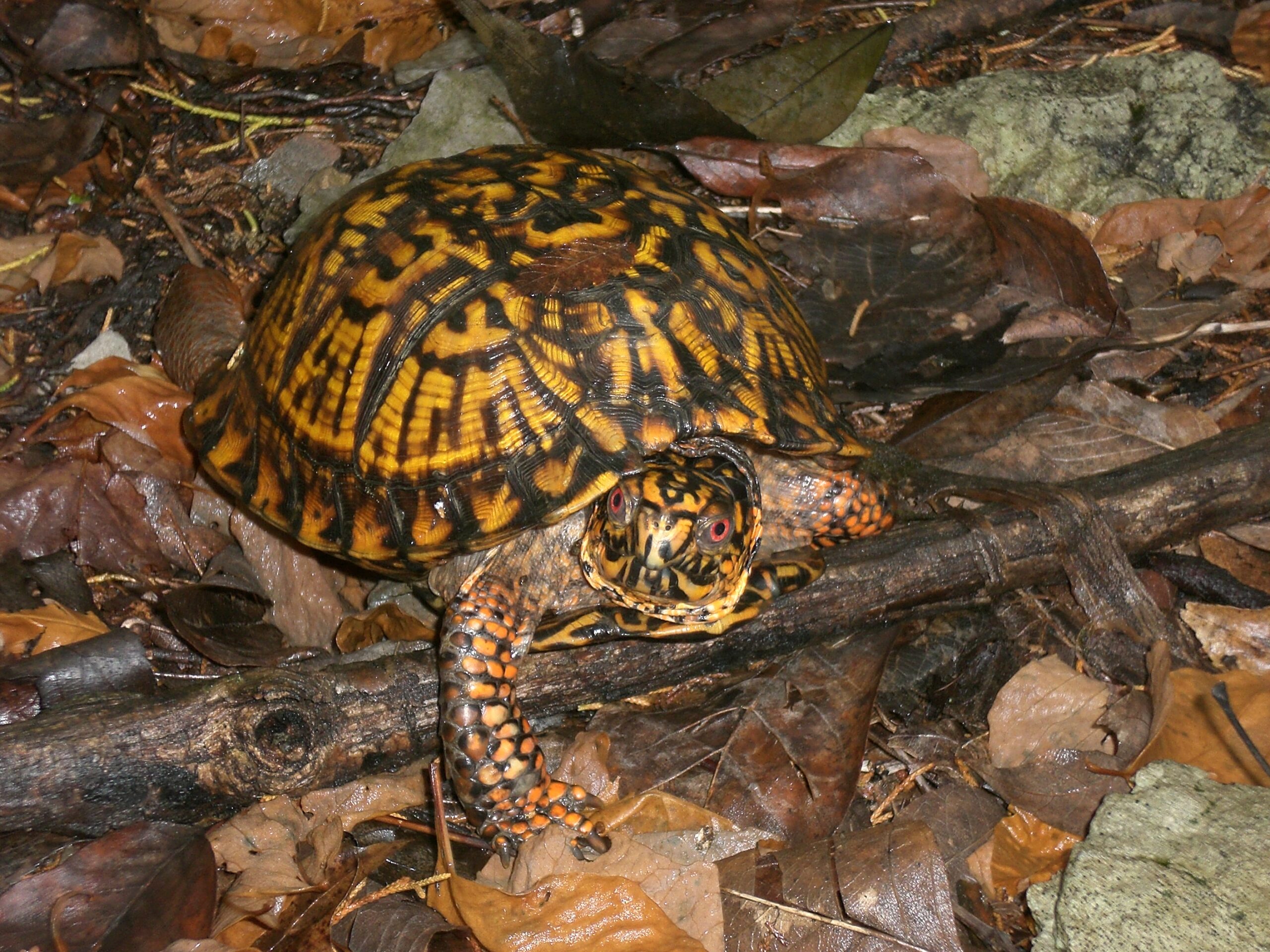 Outdoor Learning Station: Box Turtle Habitat