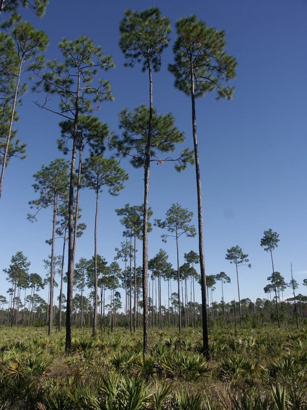 Dig into Plants: Longleaf Pine