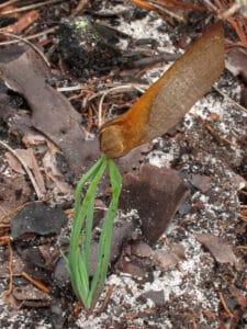 Dig into Plants: Longleaf Pine