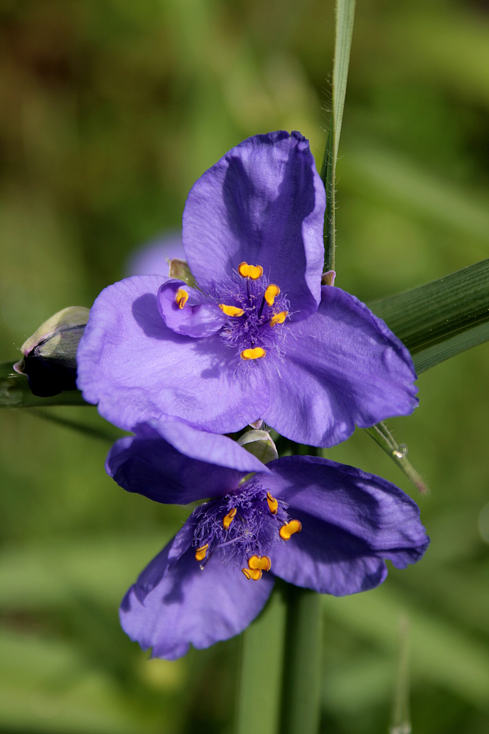 Dig Into Plants: Spiderwort