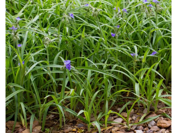 Dig Into Plants: Spiderwort