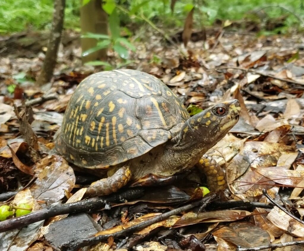 Investigate Box Turtles & Their Habitat