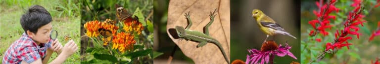 OC Field Investigation Activity: Parts of a Plant