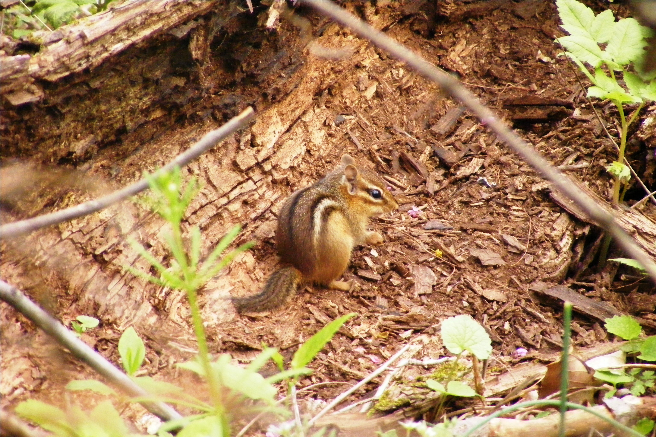 Wonders of Wildlife: Eastern Chipmunk