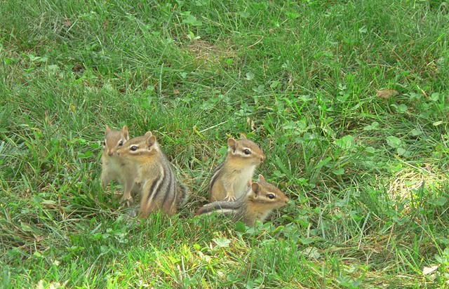 Wonders of Wildlife: Eastern Chipmunk