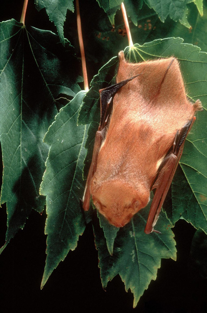 Wonders of Wildlife: Eastern Red Bat