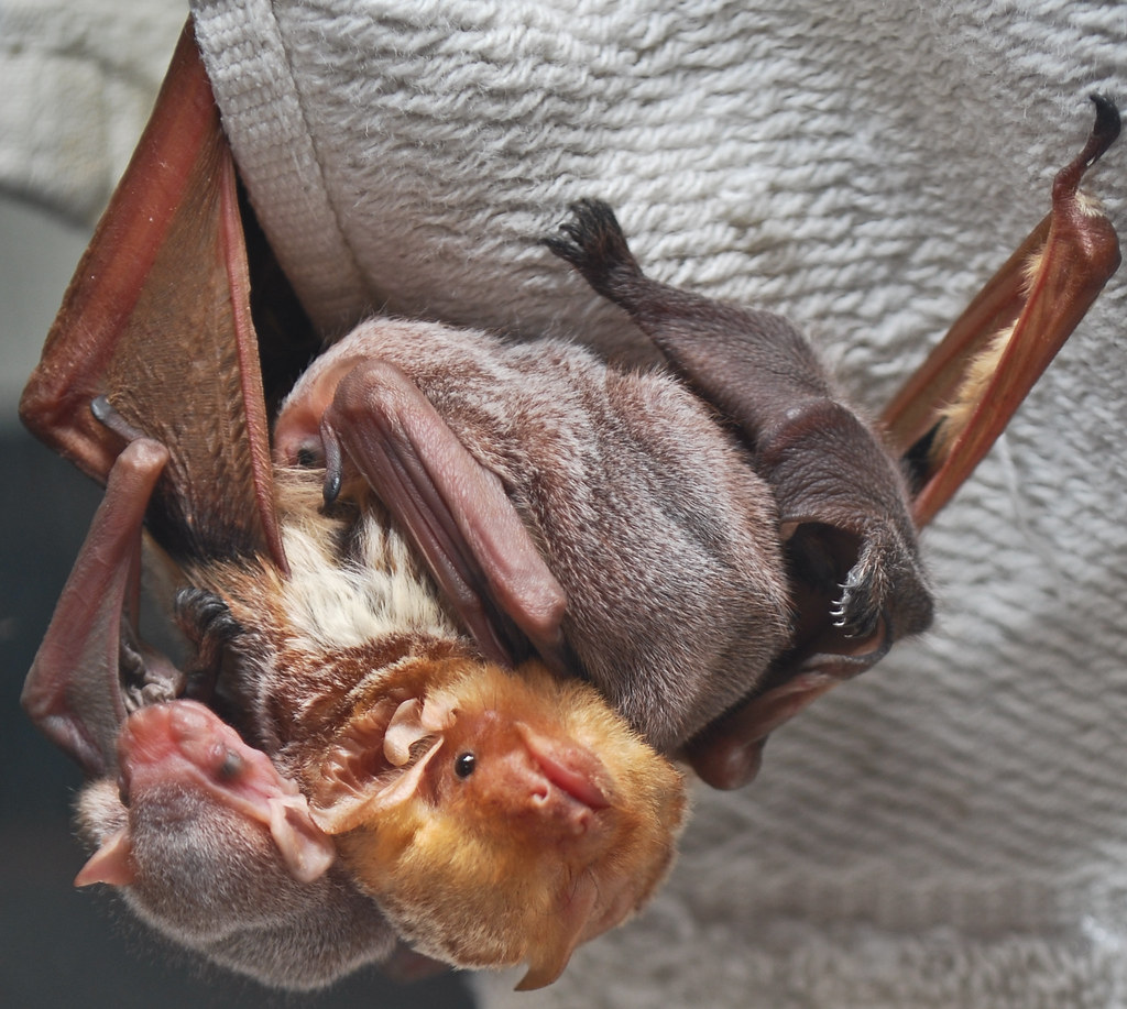 Wonders of Wildlife: Eastern Red Bat