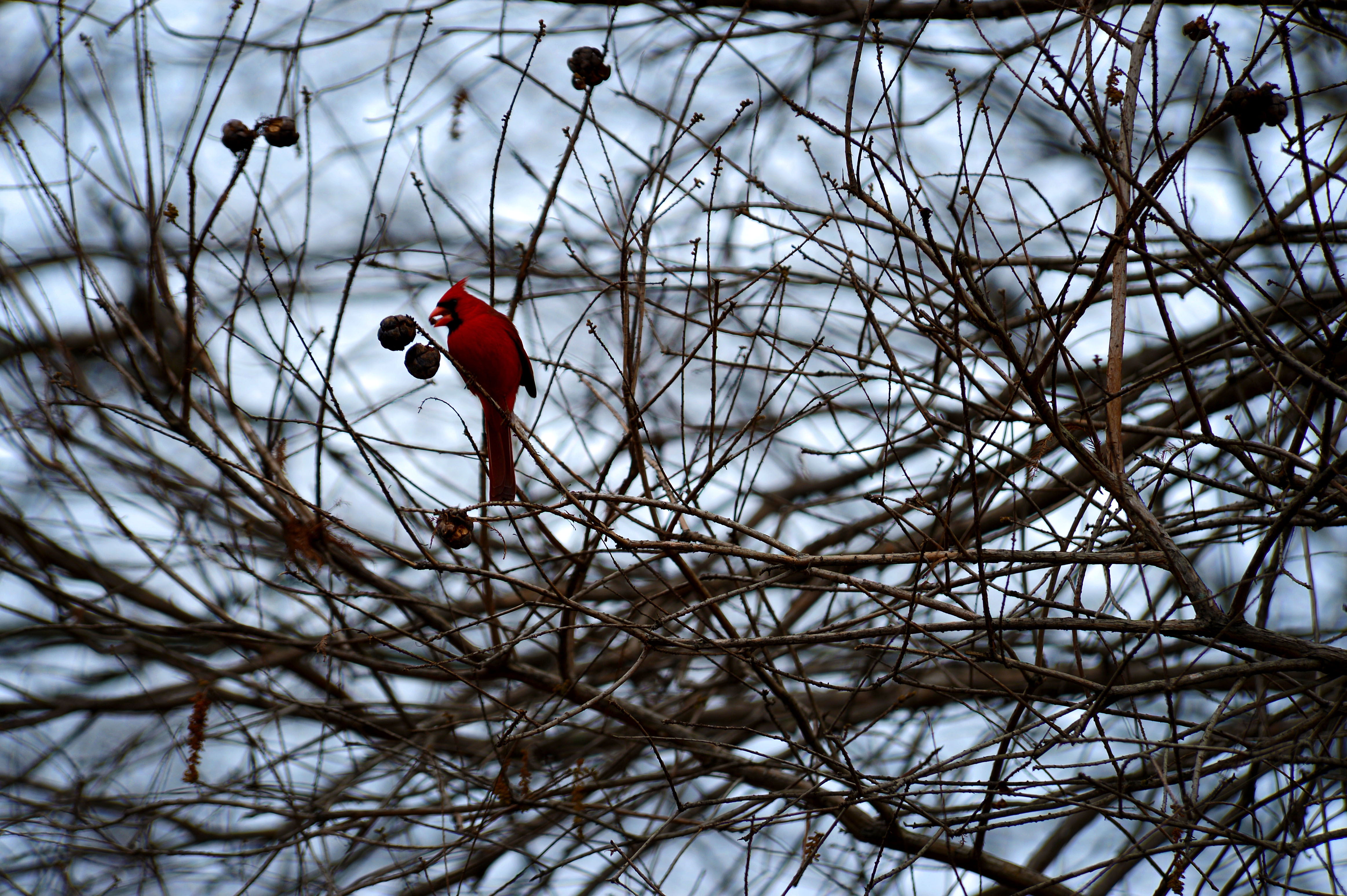 Wonders of Wildlife: Northern Cardinal