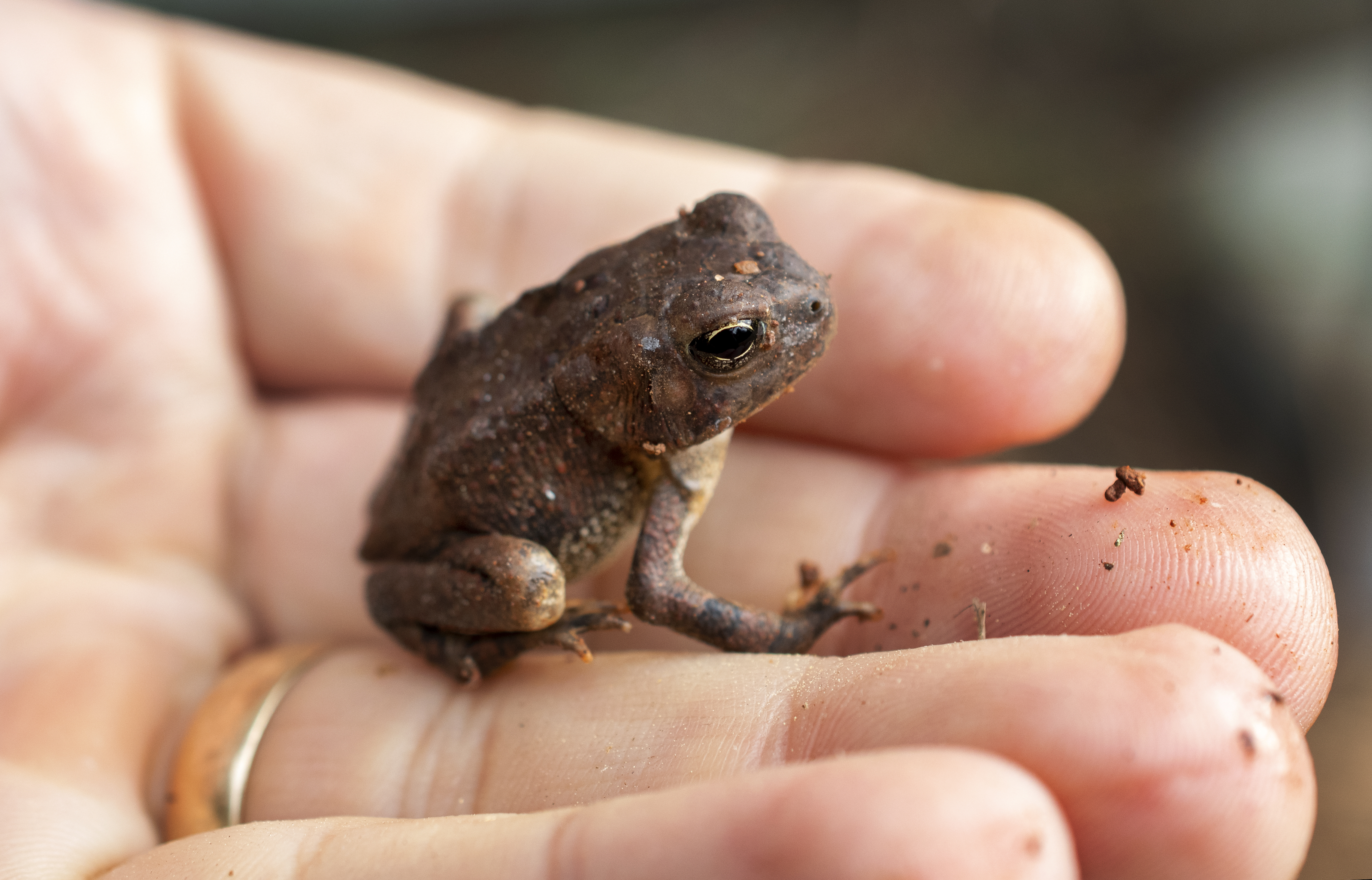 Wonders of Wildlife: Fowler's Toad