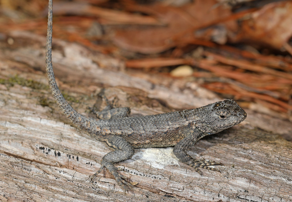 Elementary Ecosystem Investigation: Alabama's Native Wildlife
