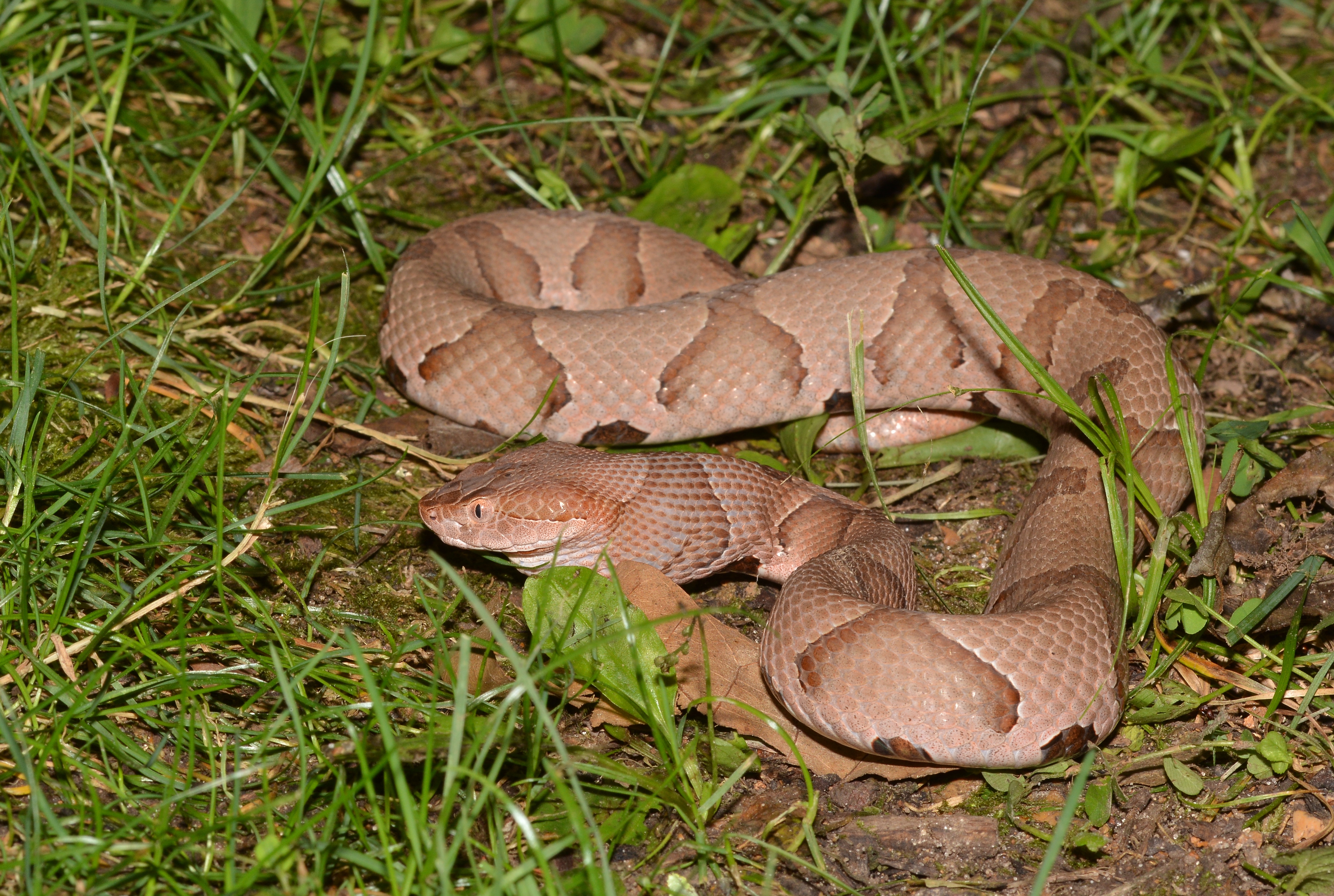 Wonders of Wildlife: Central Rat Snake