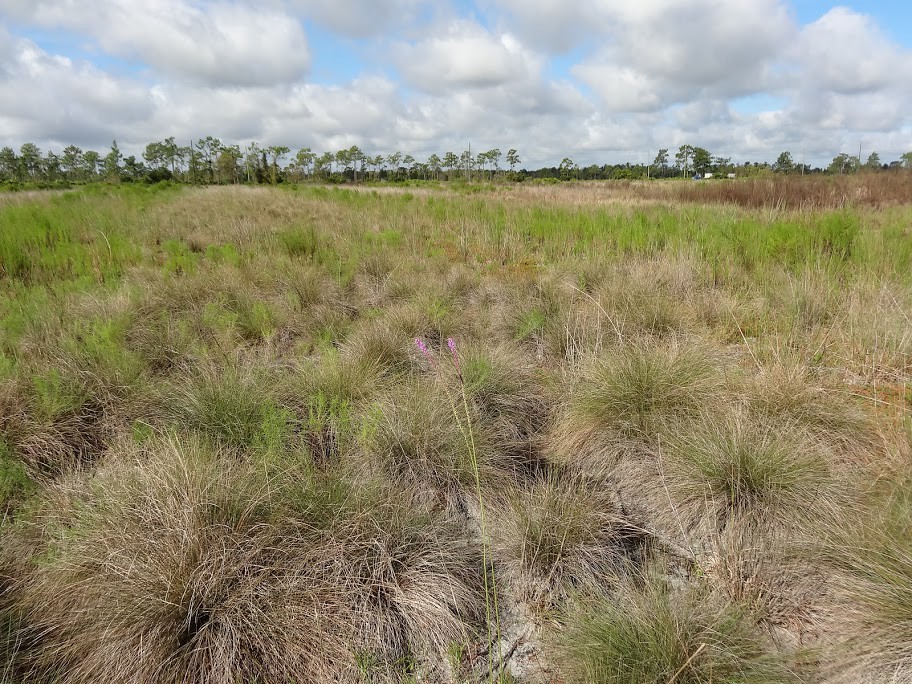 Elementary Ecosystem Investigation: Alabama's Ecoregions