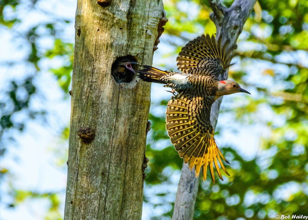 Wonders of Wildlife: Northern Flicker